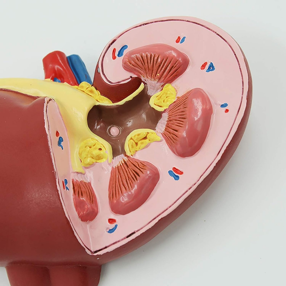 Human Kidney Model